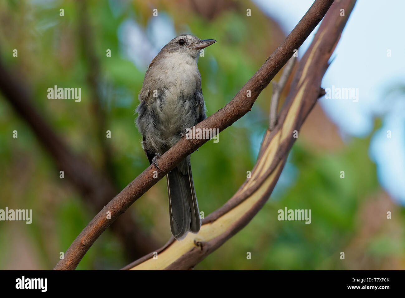 Queensland female grey shrike thrush colluricincla harmonica hi-res ...