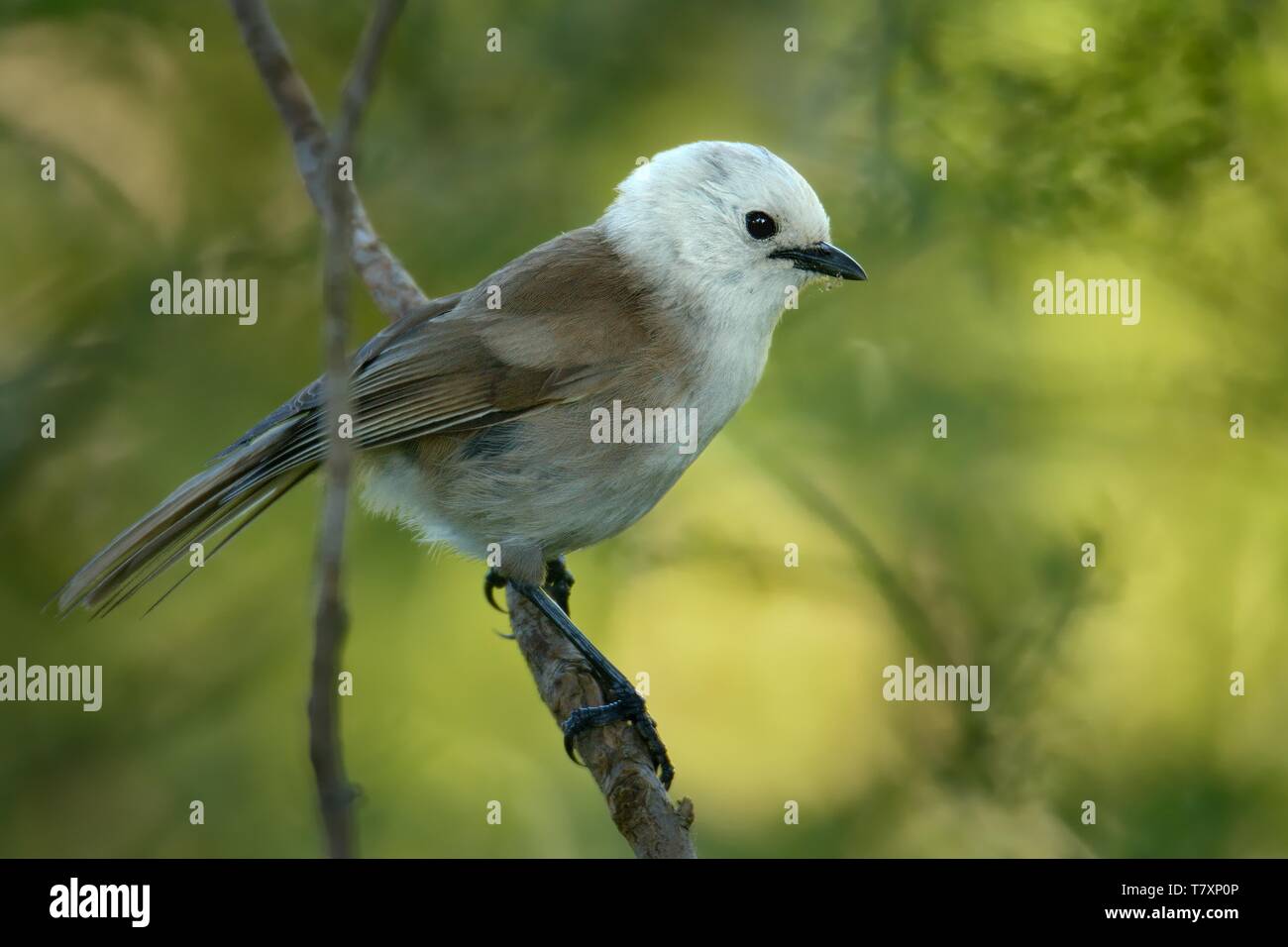 Whitehead - Mohoua albicilla - popokatea small bird from New Zealand ...