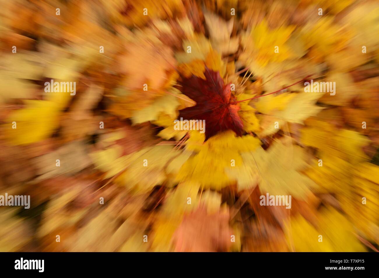 Colorful autumn leaves. Special blur effect Stock Photo - Alamy