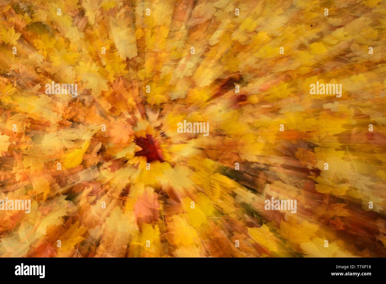 Colorful autumn leaves. Special blur effect Stock Photo - Alamy