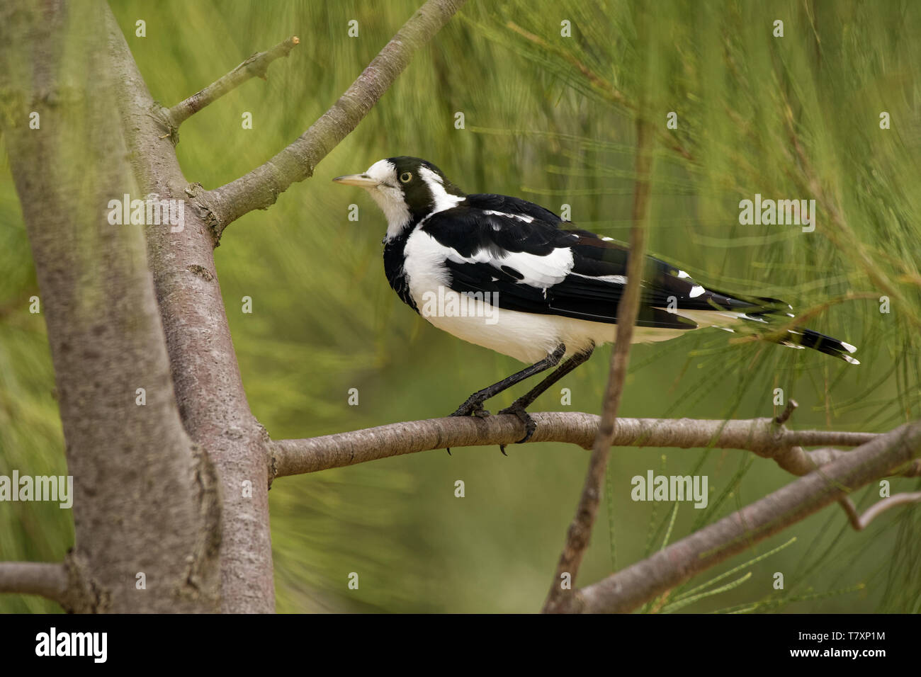 Magpie-lark - Grallina cyanoleuca known as the peewee, peewit or ...