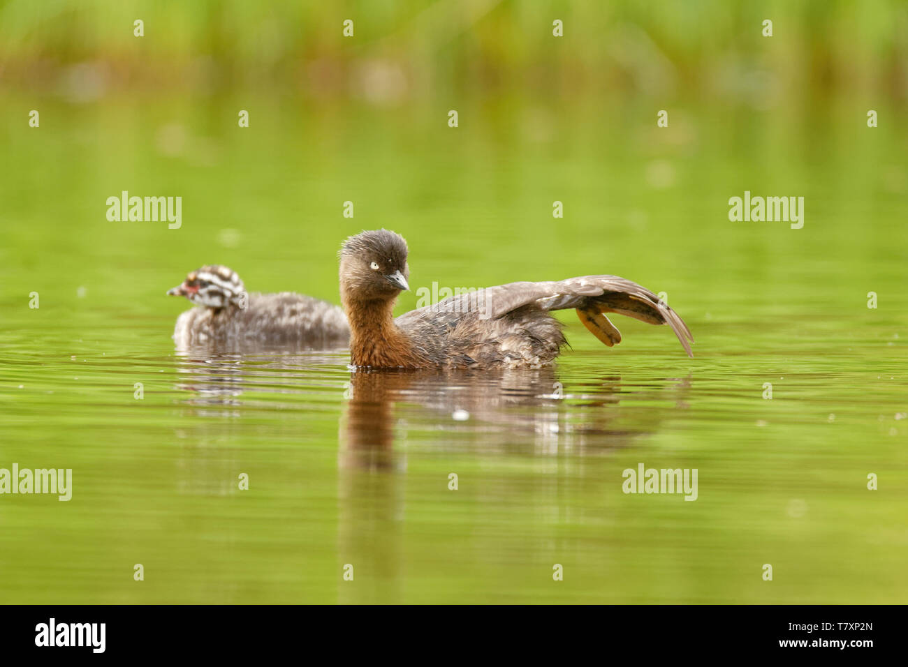 New Zealand dabchick - Poliocephalus rufopectus - weweia in maori ...