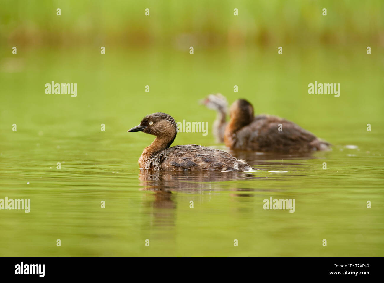 New Zealand dabchick - Poliocephalus rufopectus - weweia in maori ...