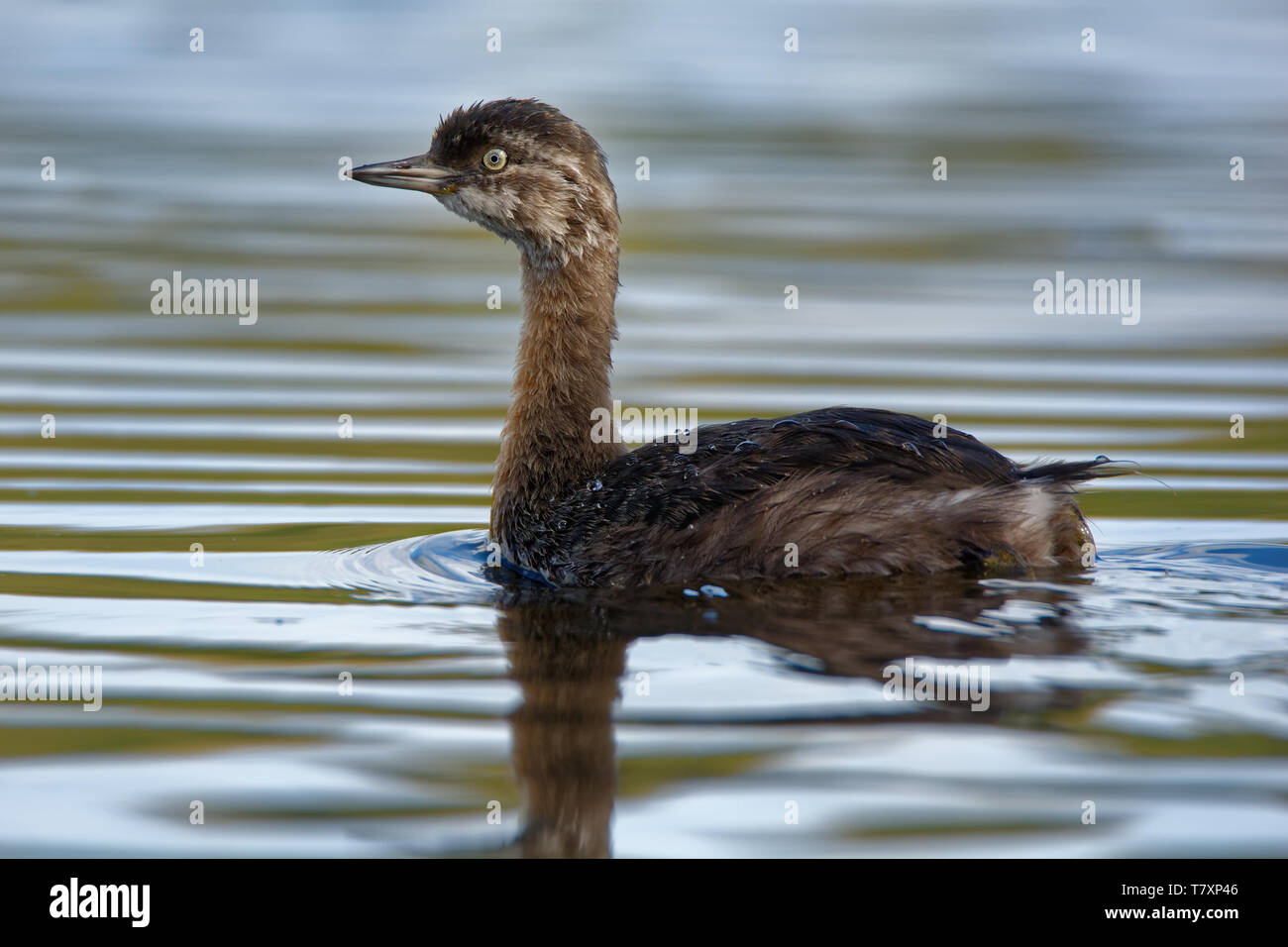 New Zealand dabchick - Poliocephalus rufopectus - weweia in maori ...