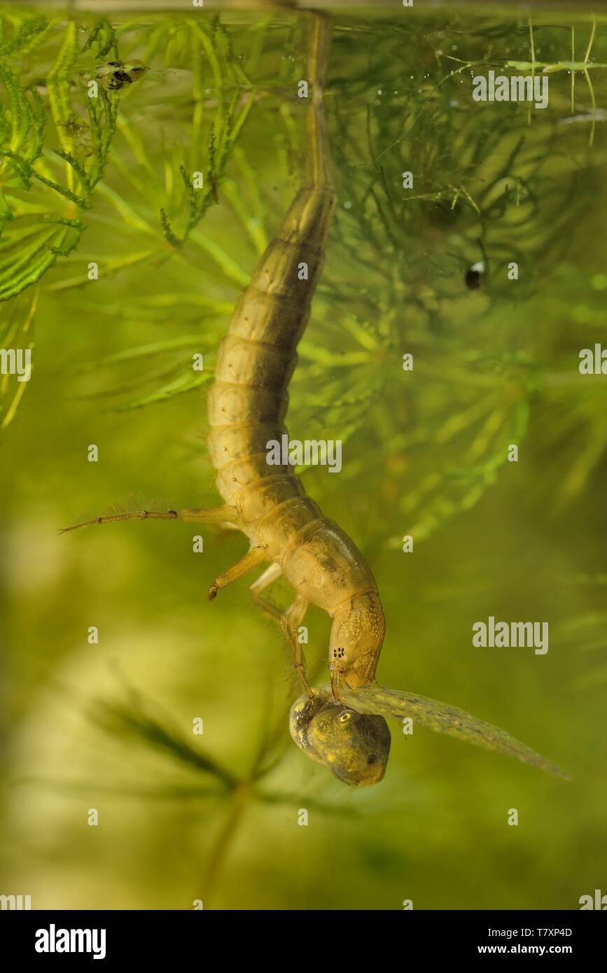 Great Diving Beetle nymph - Dytiscus marginalis nymph under water Stock ...