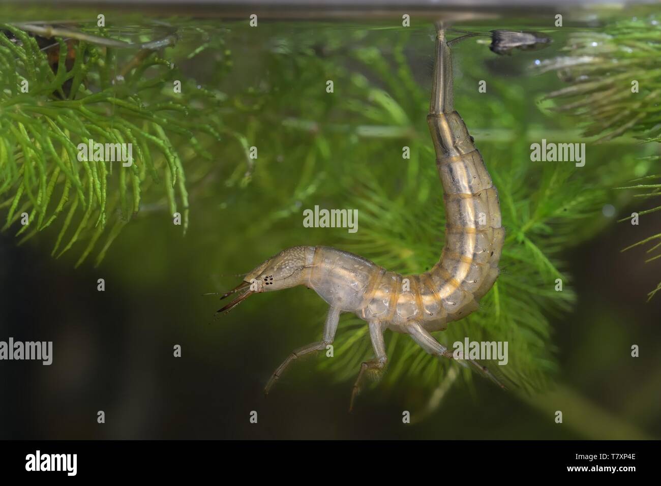 Great Diving Beetle nymph - Dytiscus marginalis nymph under water Stock ...
