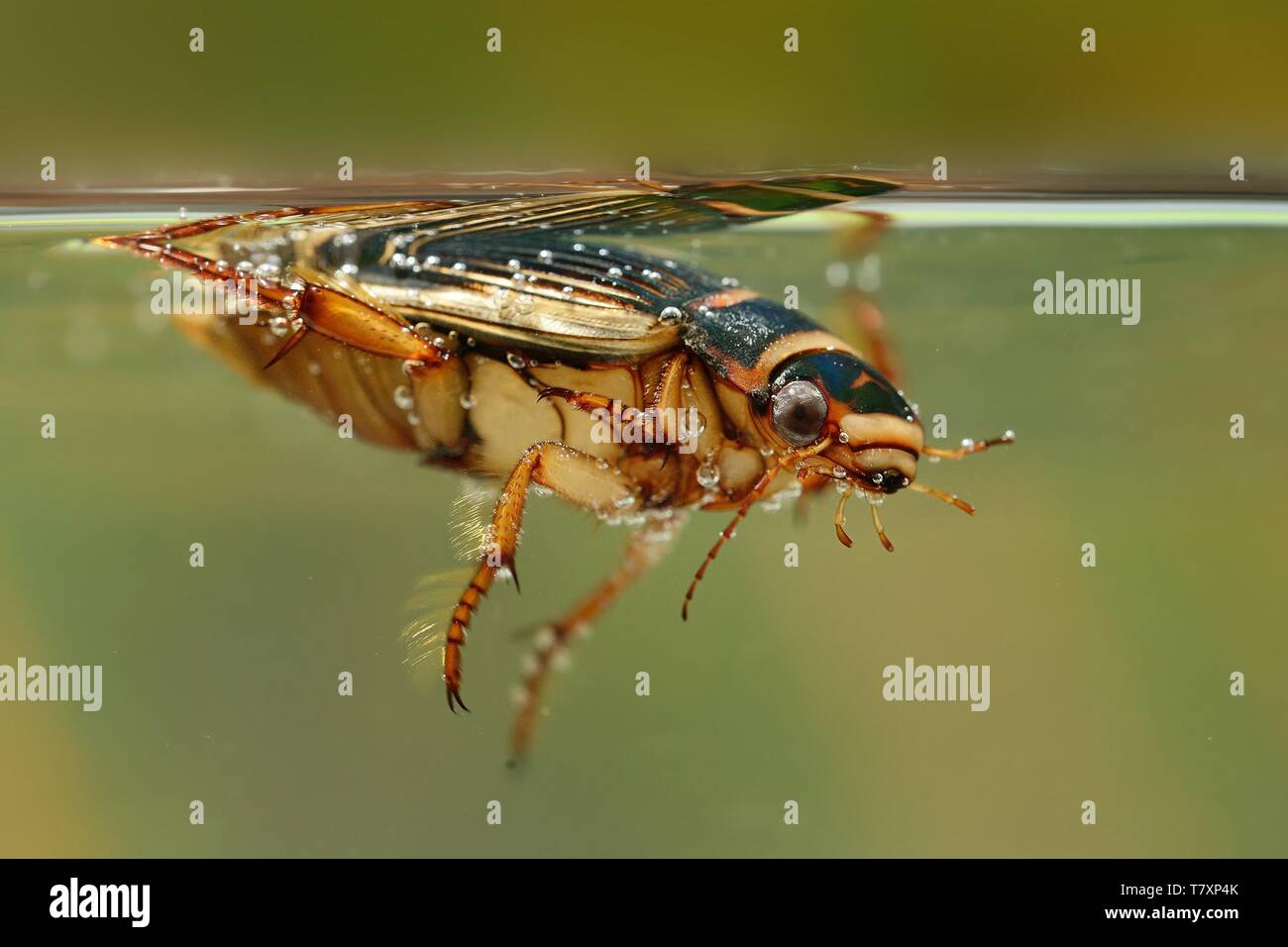 The Great diving Beetle - Dytiscus marginalis - under water hunting ...