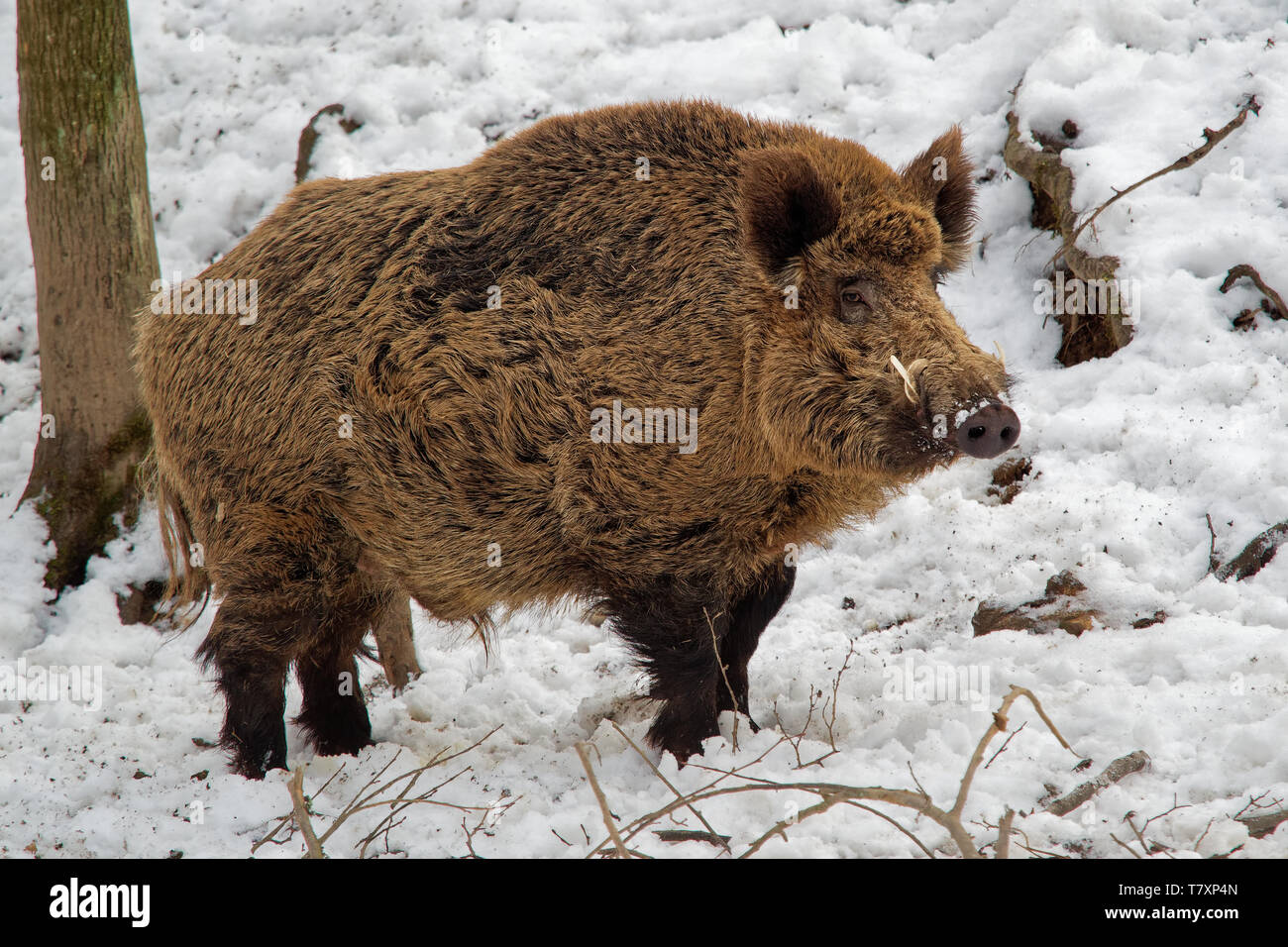 Eurasian wild boar hi-res stock photography and images - Alamy