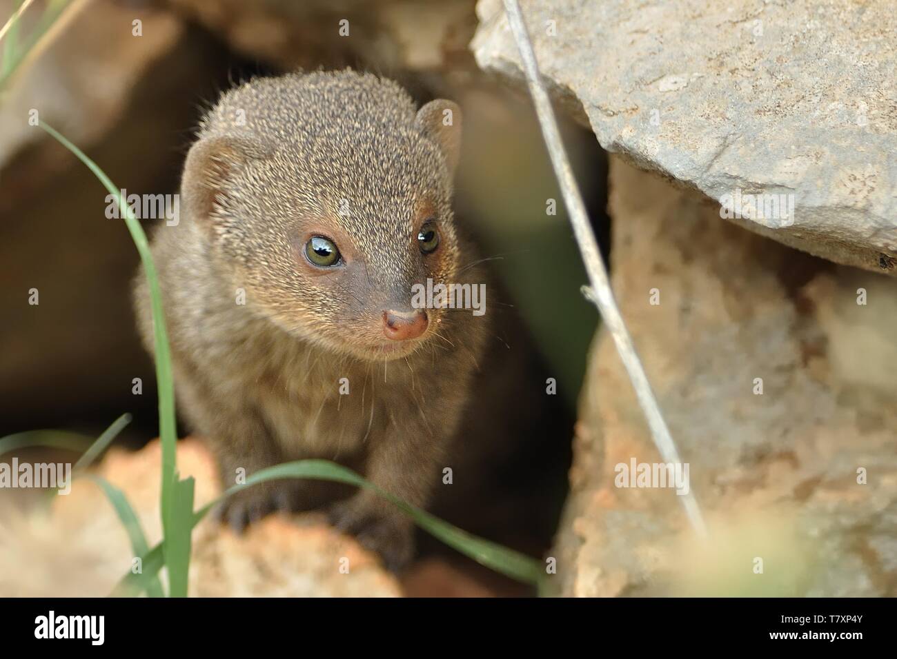 Baby Indian Mongoose
