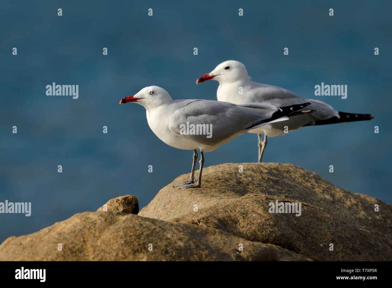 Two white birds hi-res stock photography and images - Alamy