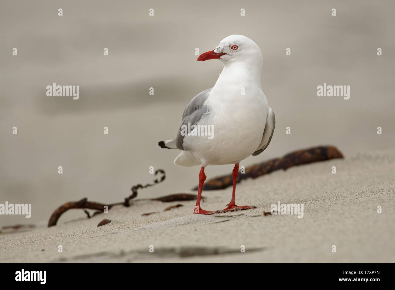 Red-billed Gull - Chroicocephalus scopulinus - in maori tarapunga, also ...