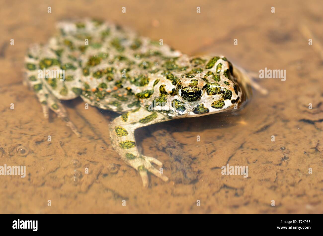 European Green Toad - Bufotes viridis in water pond Stock Photo - Alamy