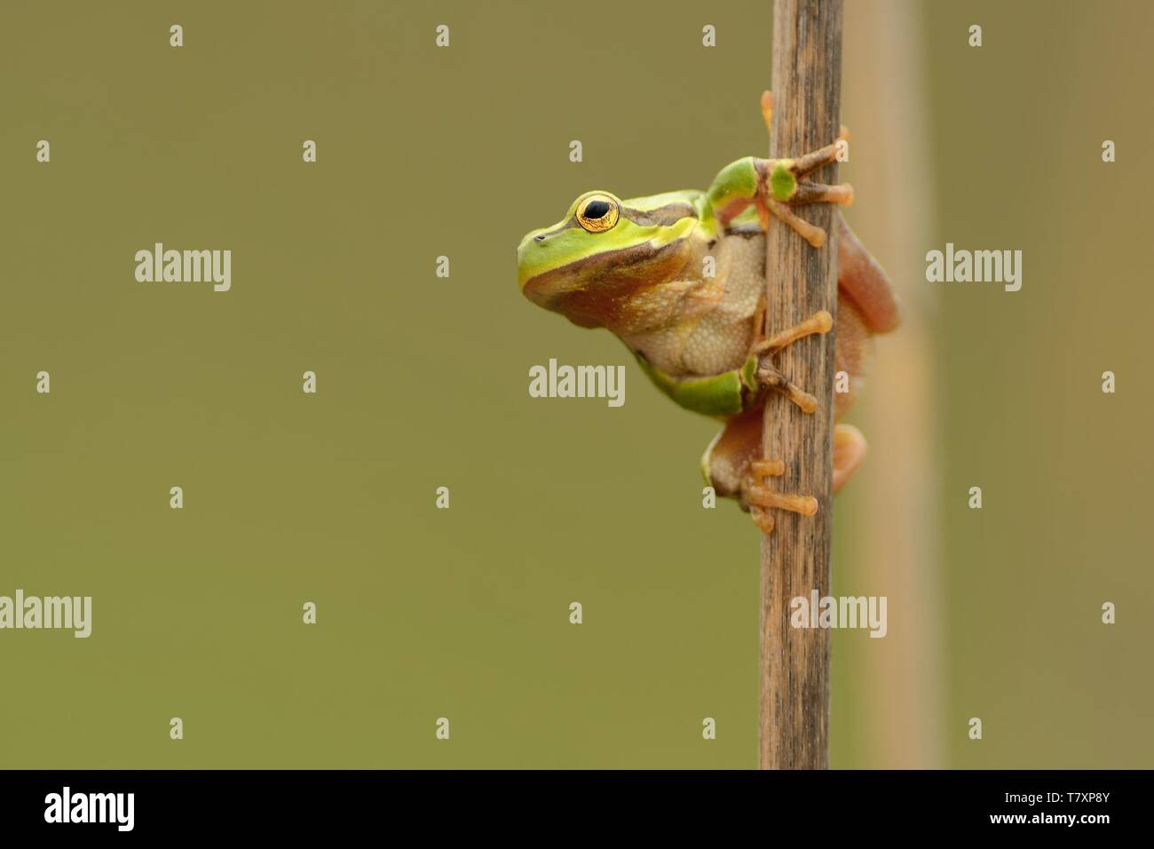 European Treefrog - Hyla arborea on the reed, singing frog Stock Photo ...