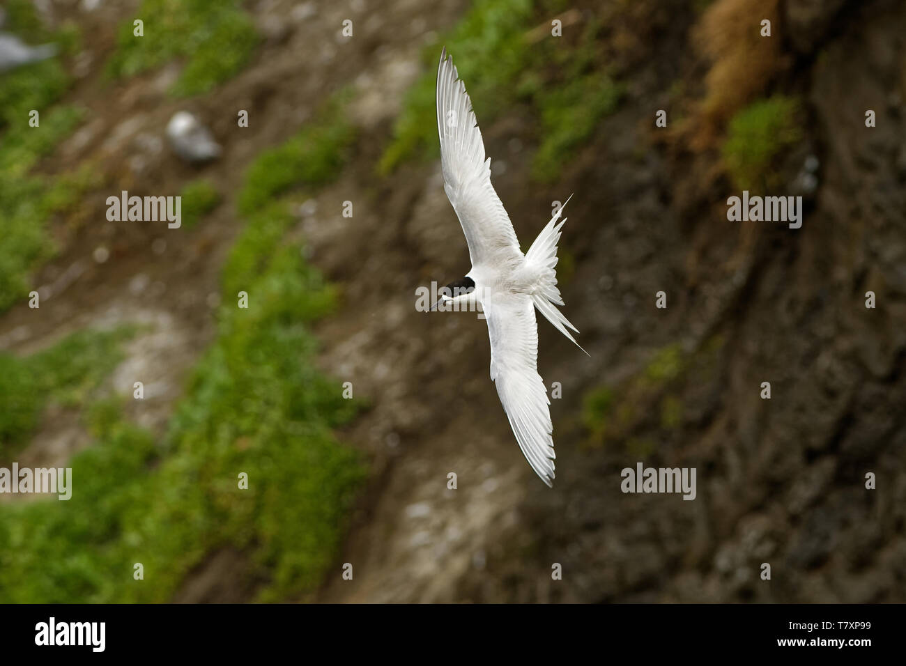 White-fronted Tern - Sterna striata - tara in Maori language living in ...