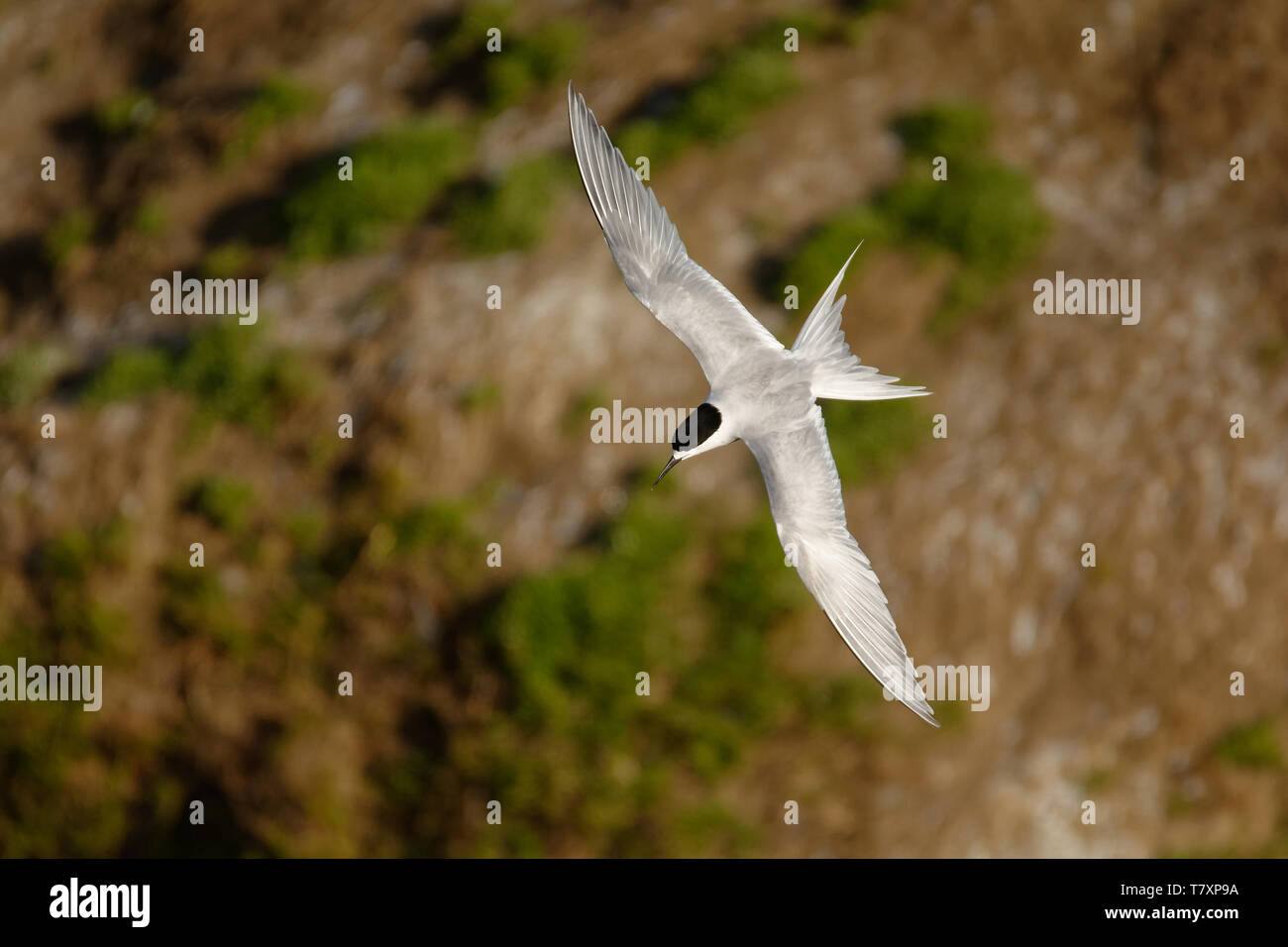 White-fronted Tern - Sterna striata - tara in Maori language living in ...
