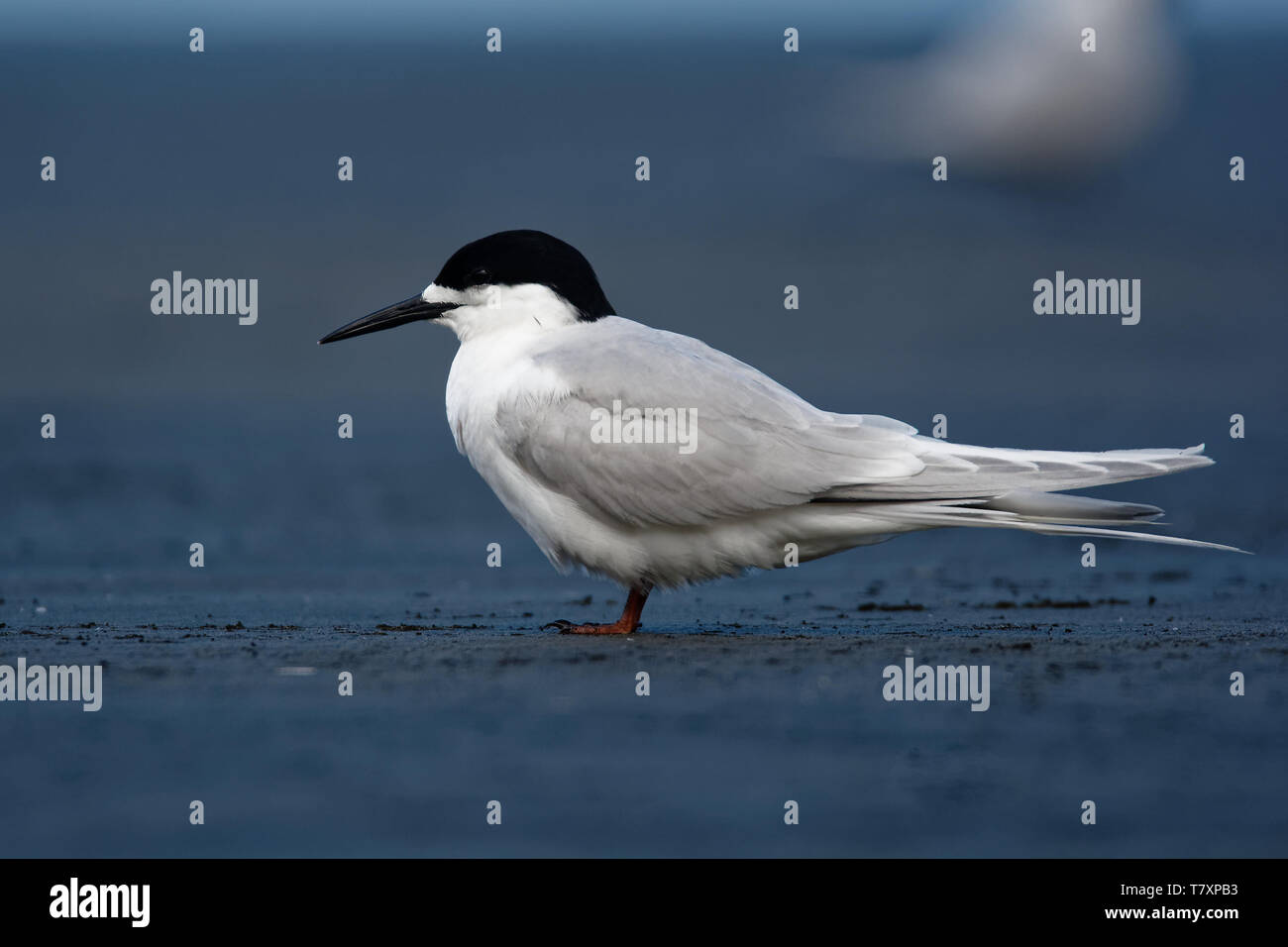 White-fronted Tern - Sterna striata - tara in Maori language living in ...