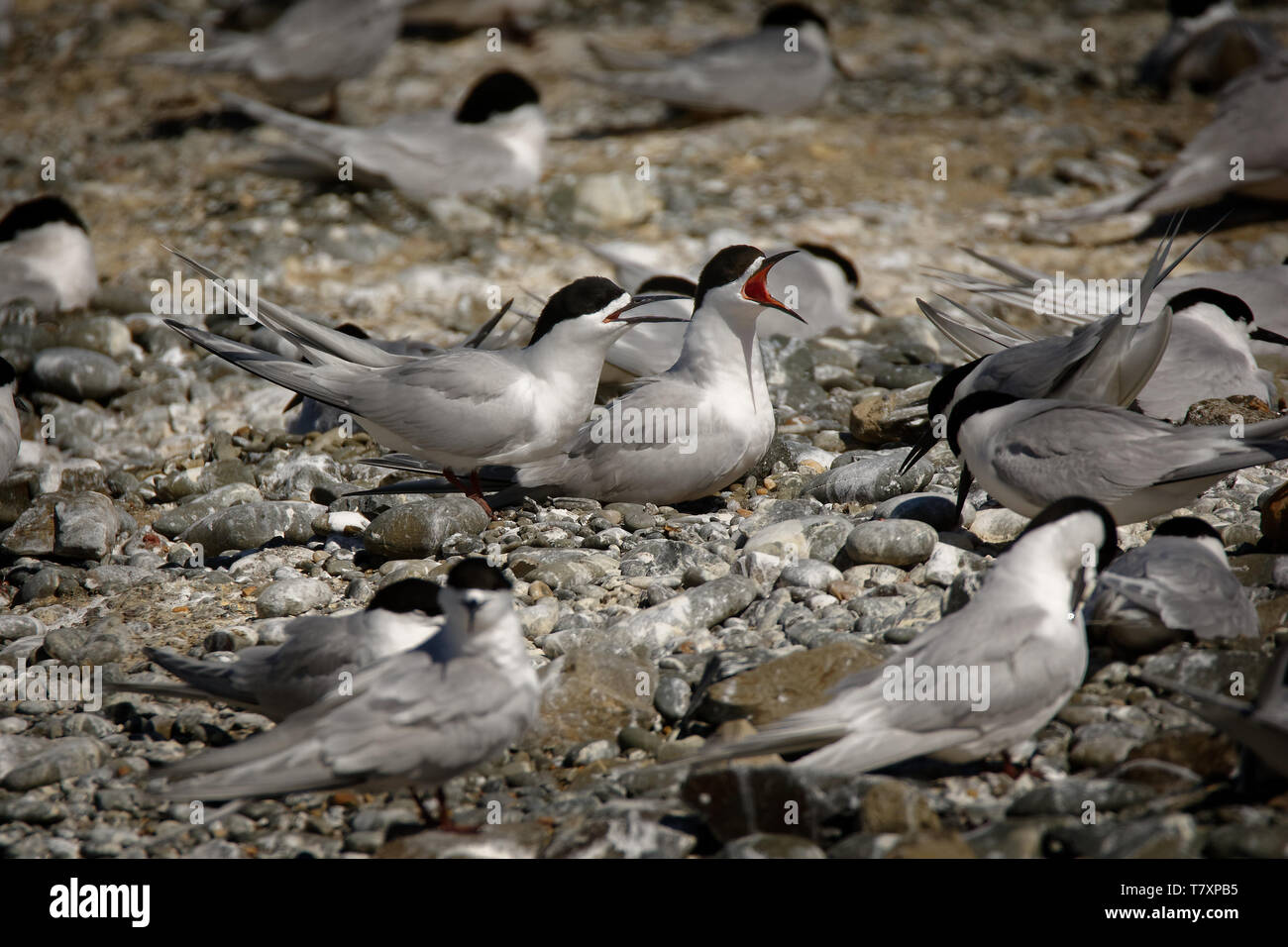 White-fronted Tern - Sterna striata - tara in Maori language living in ...