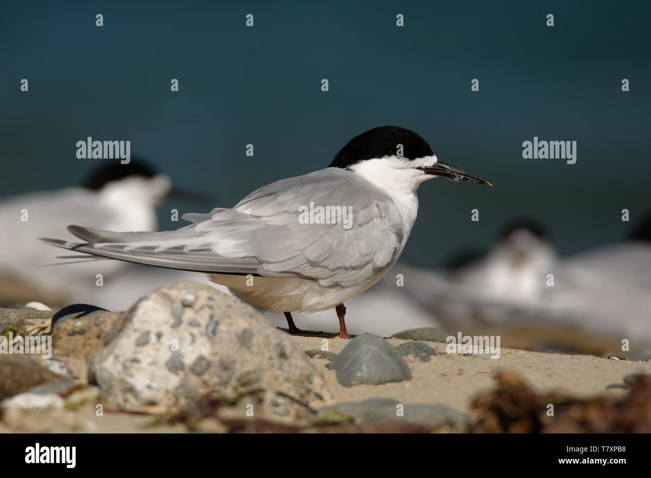 White fronted tern hi-res stock photography and images - Alamy