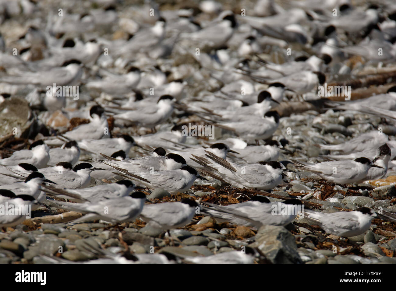 Tara bird hi-res stock photography and images - Alamy