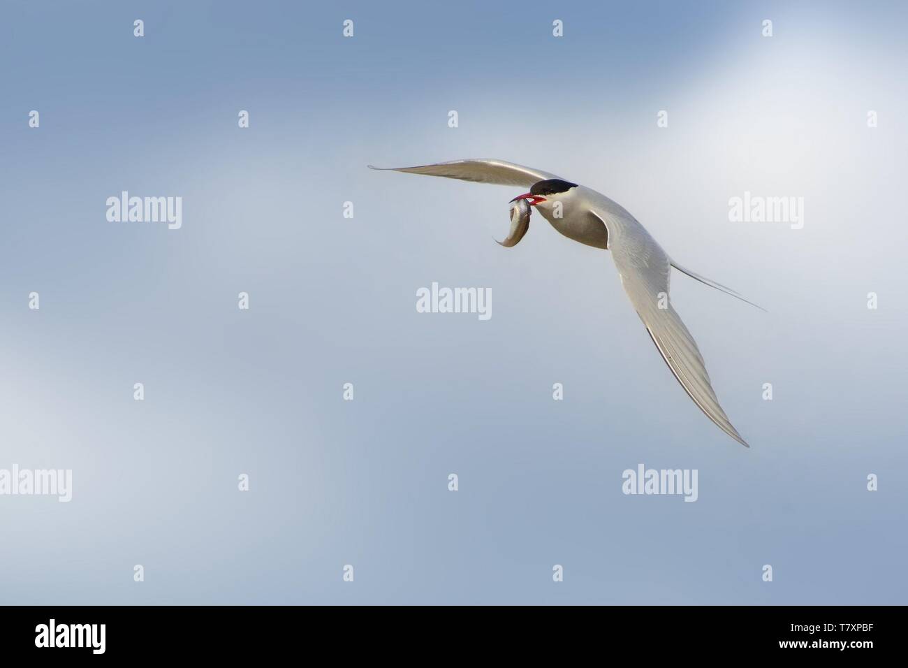 Flying Arctic tern - Sterna paradisaea - with hunted fish Stock Photo ...