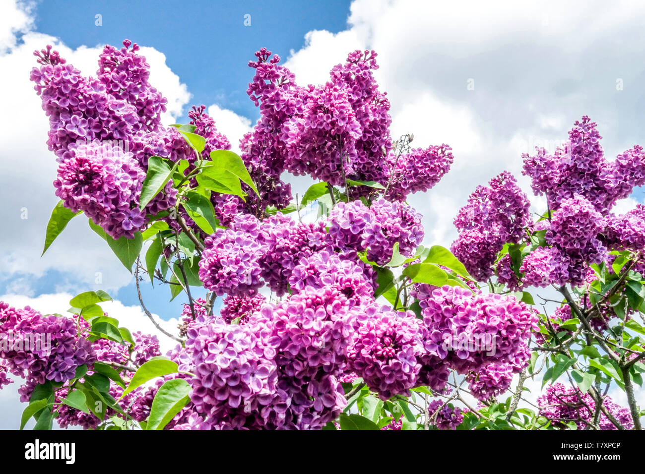 Syringa vulgaris garden hi-res stock photography and images - Alamy