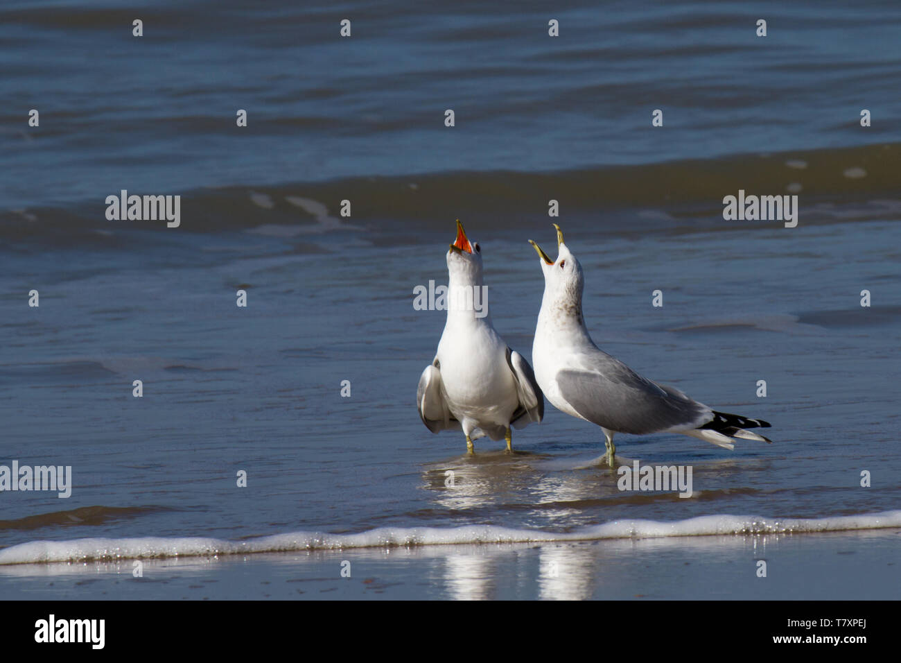 Gulls cry hi-res stock photography and images - Alamy