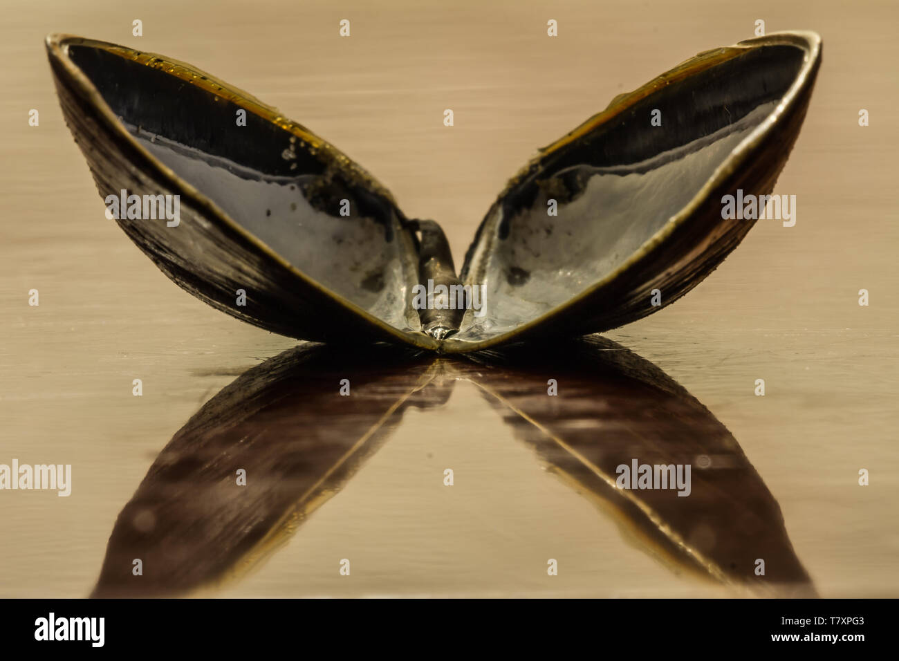 Clam shells opened hi-res stock photography and images - Alamy