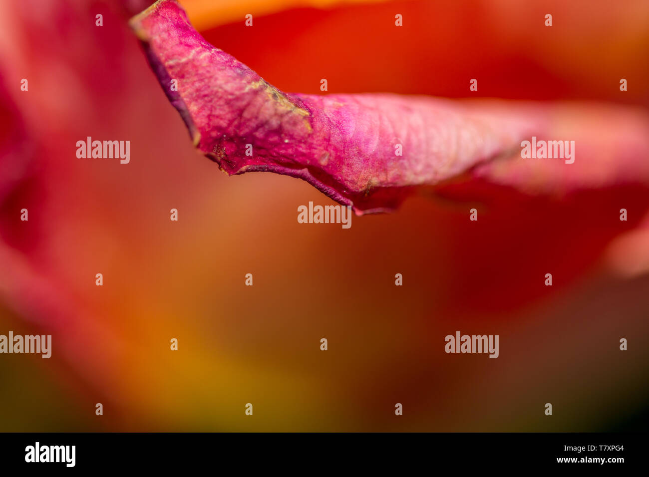 Rotten Rose Petals High Resolution Stock Photography and Images - Alamy