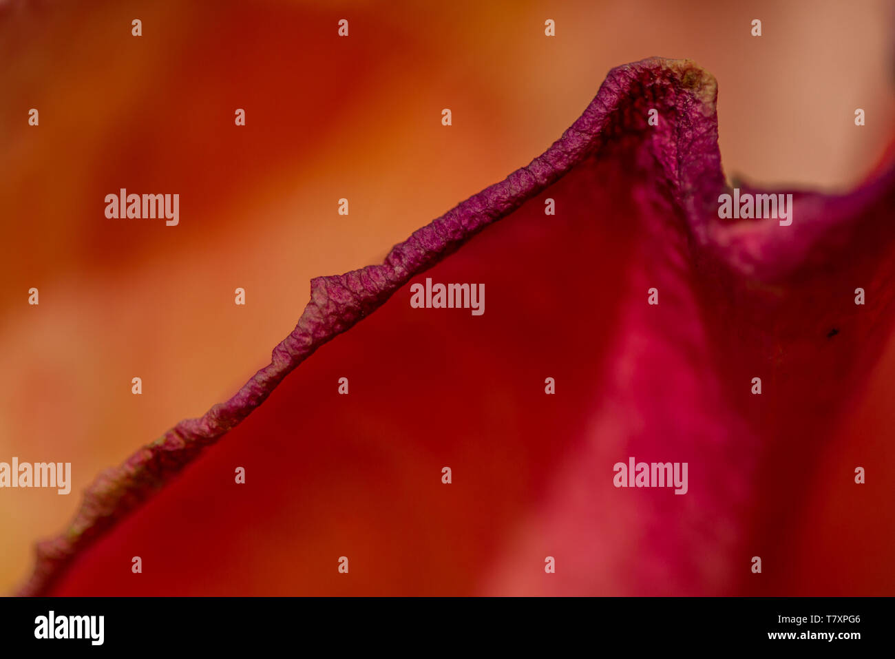 Rotten Rose Petals High Resolution Stock Photography and Images - Alamy