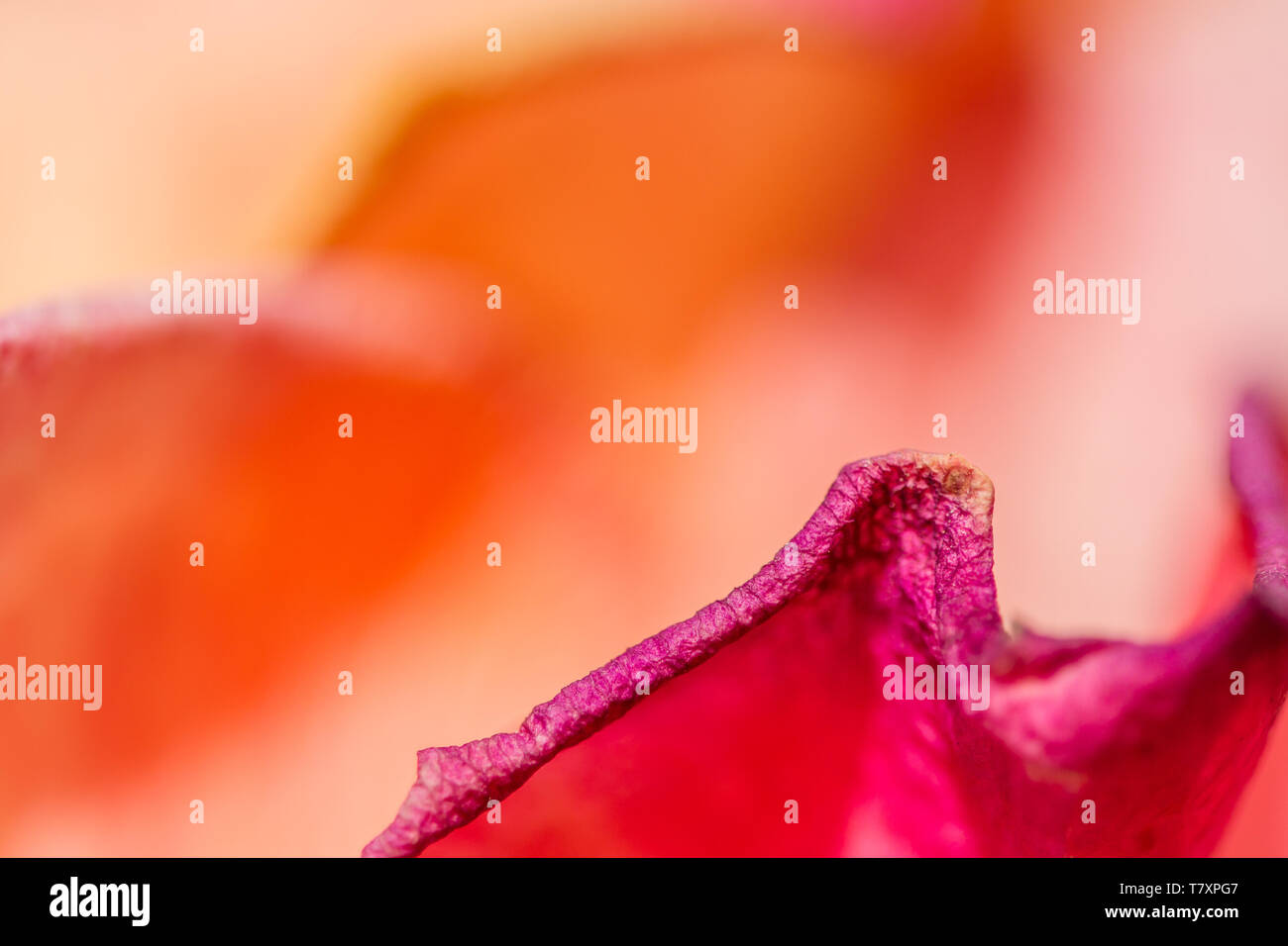 Rotten rose petals hi-res stock photography and images - Alamy