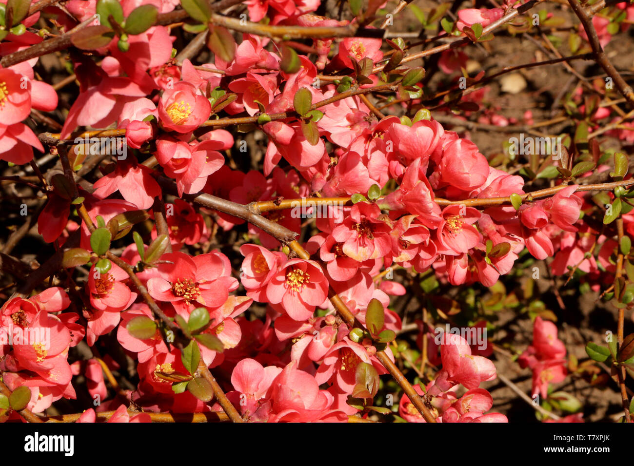 Quince bush hi-res stock photography and images - Alamy