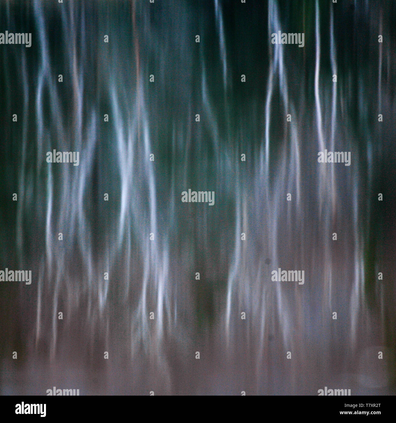 Birch forest in the Acadia National Park in Maine. Cool, moist climate ...