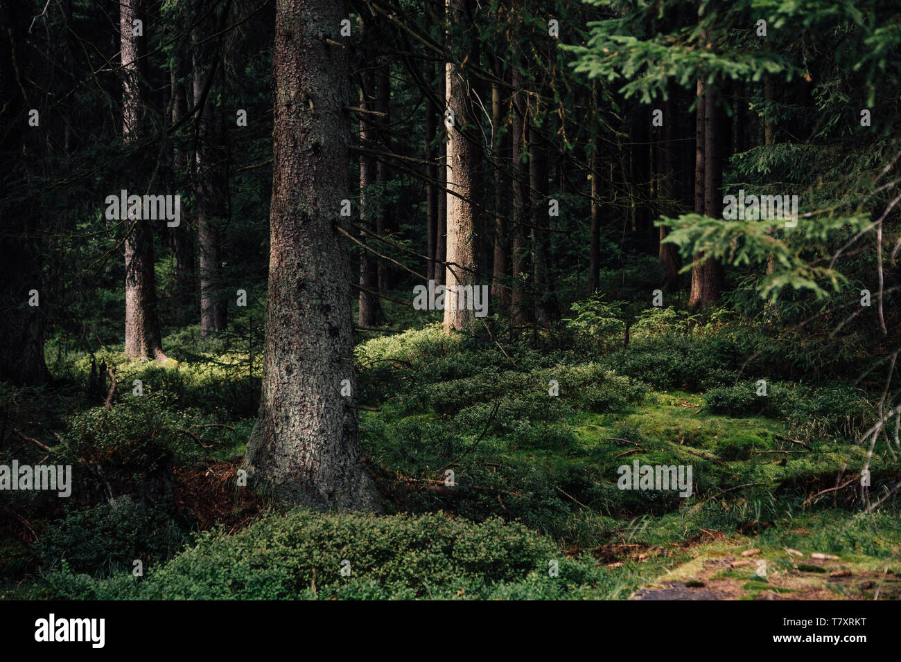 Nature in the dark mixed forest Stock Photo - Alamy