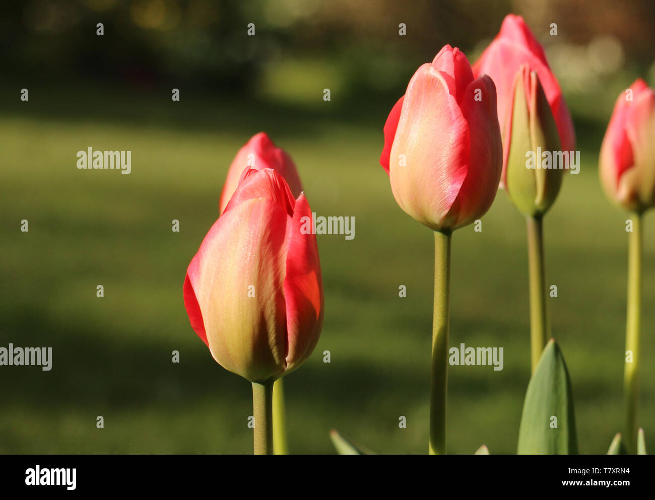 A group of pink Tulip flower buds, Tulipa, flowering in the Spring ...