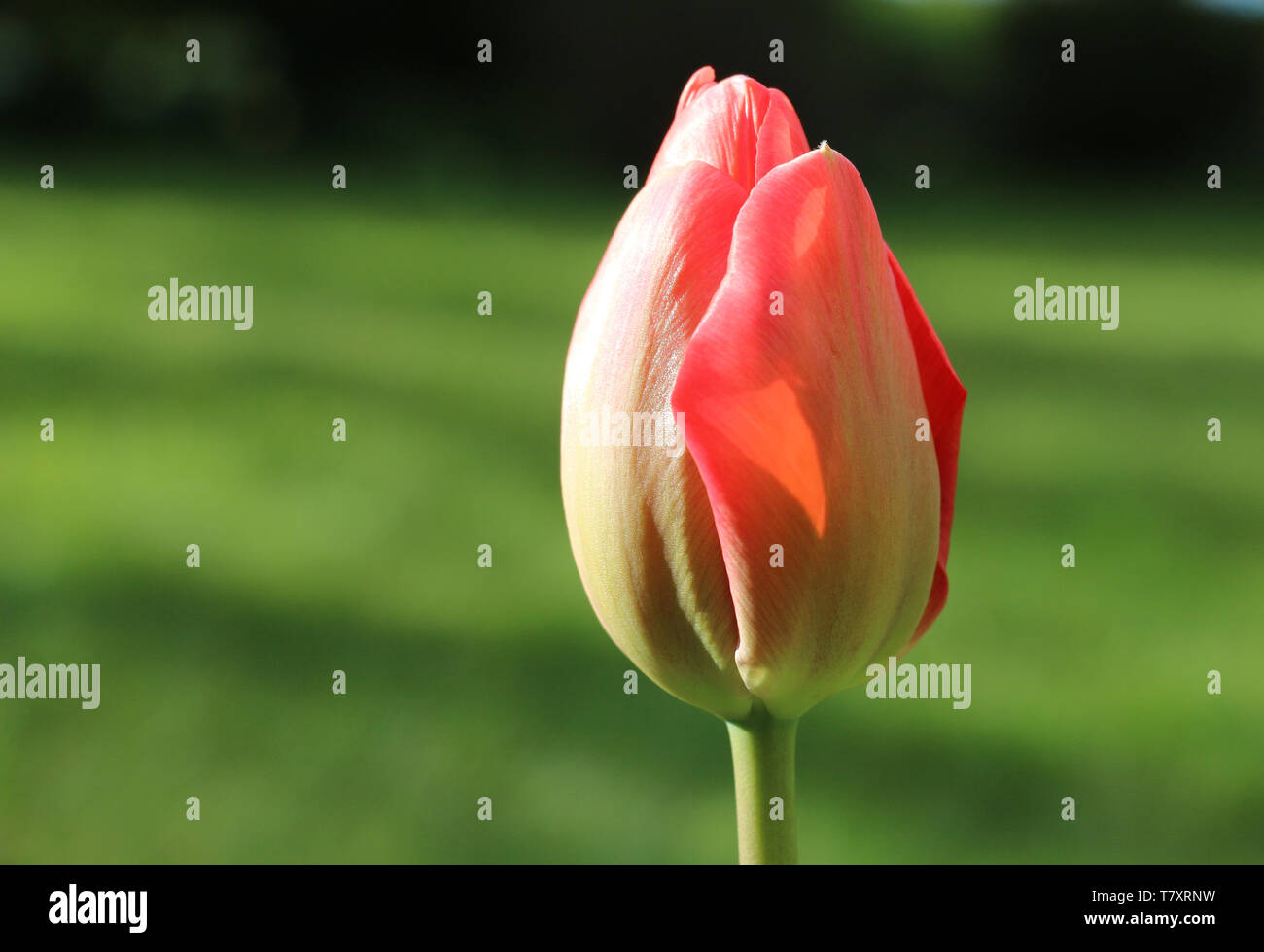 Red tulip flower bud garden plant hi-res stock photography and images ...