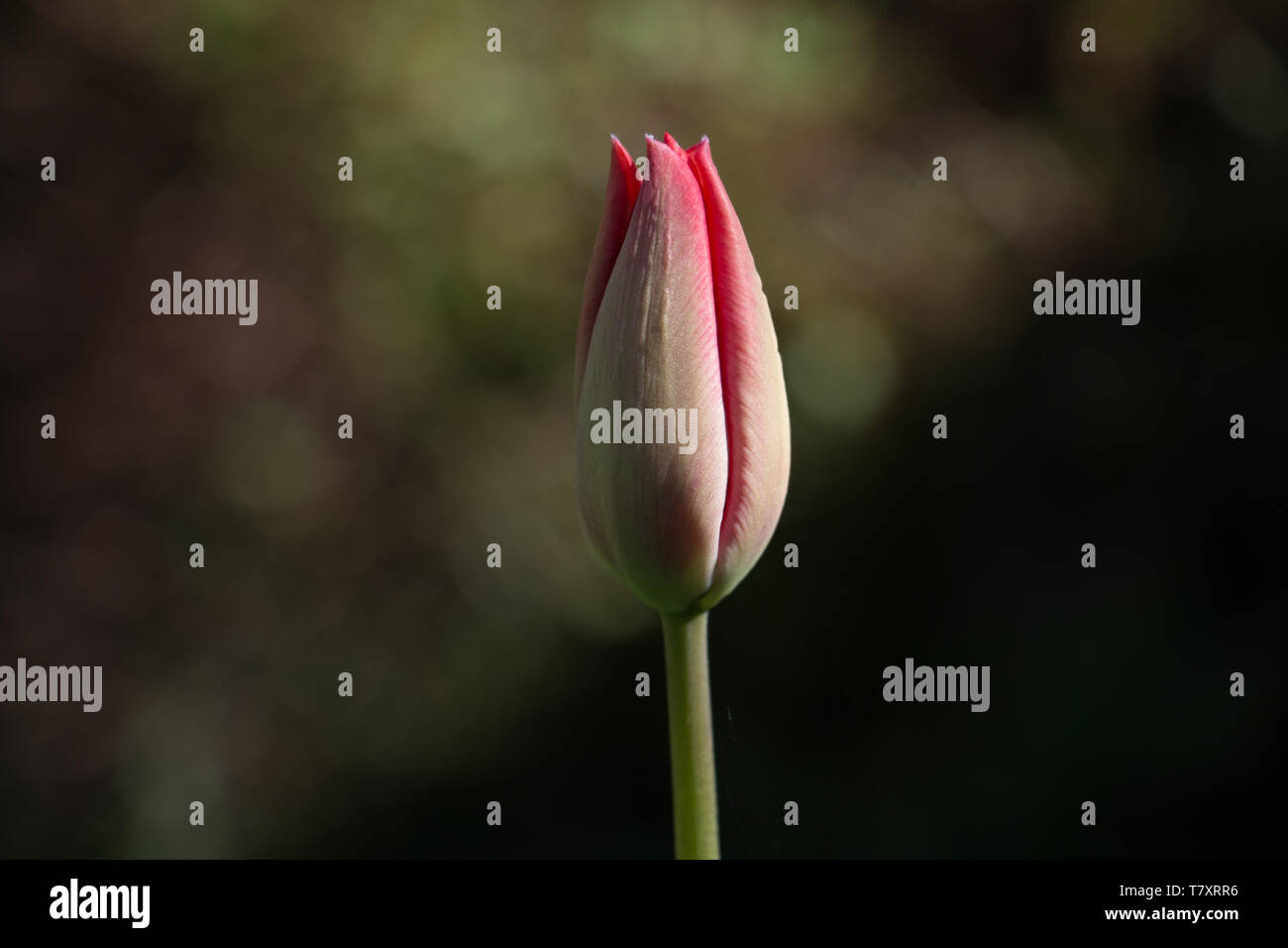 Single Closed Flower Bud