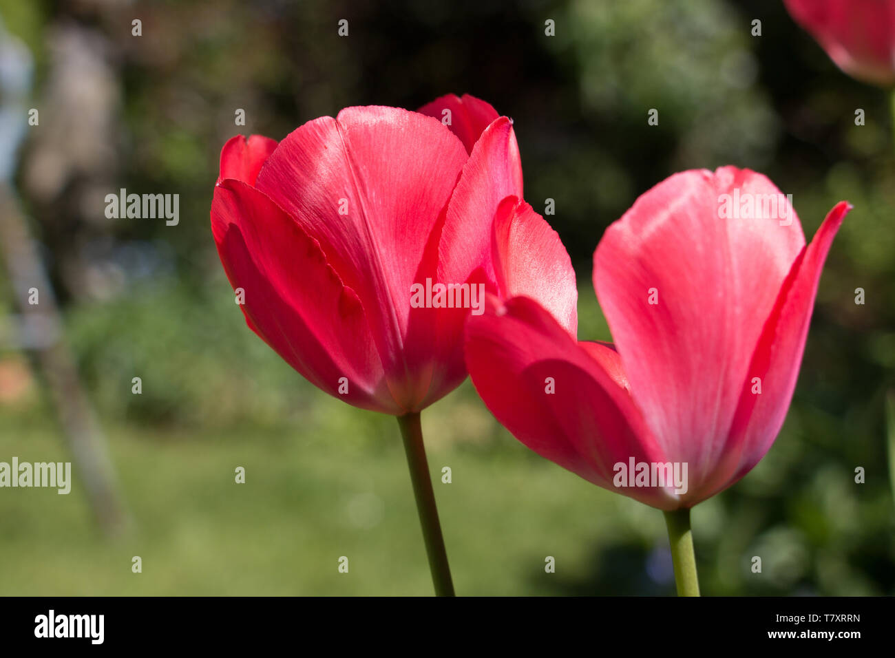 Cluster tulip beautiful hi-res stock photography and images - Alamy