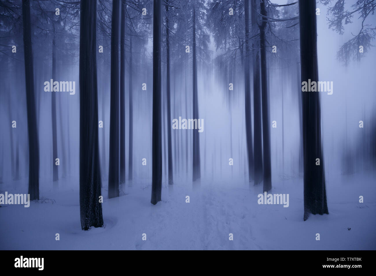 Death forest hi-res stock photography and images - Alamy
