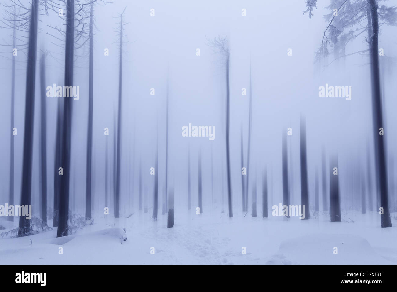 Death forest hi-res stock photography and images - Alamy