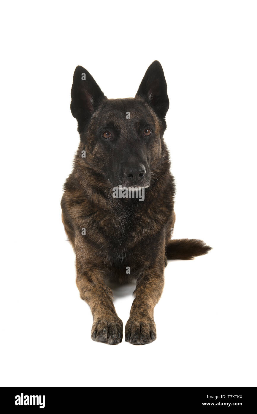 Brindle dutch shepherd dog lying down seen from the front isolated on a ...