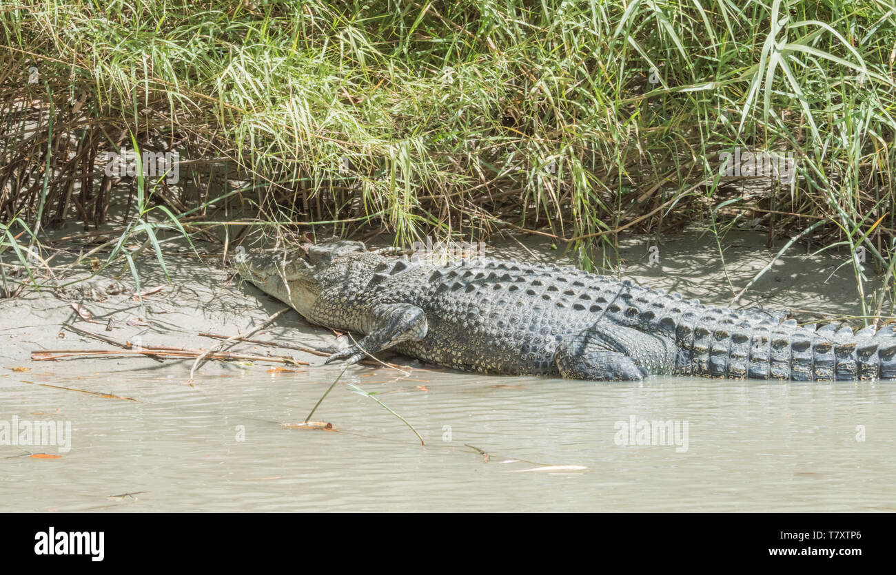 Saltwater crocodile basking in the sun on the banks of the Mary River ...