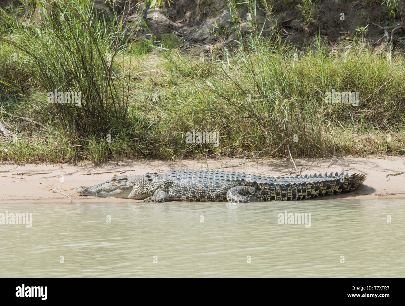 Saltwater crocodile basking in the sun on the banks of the Mary River ...