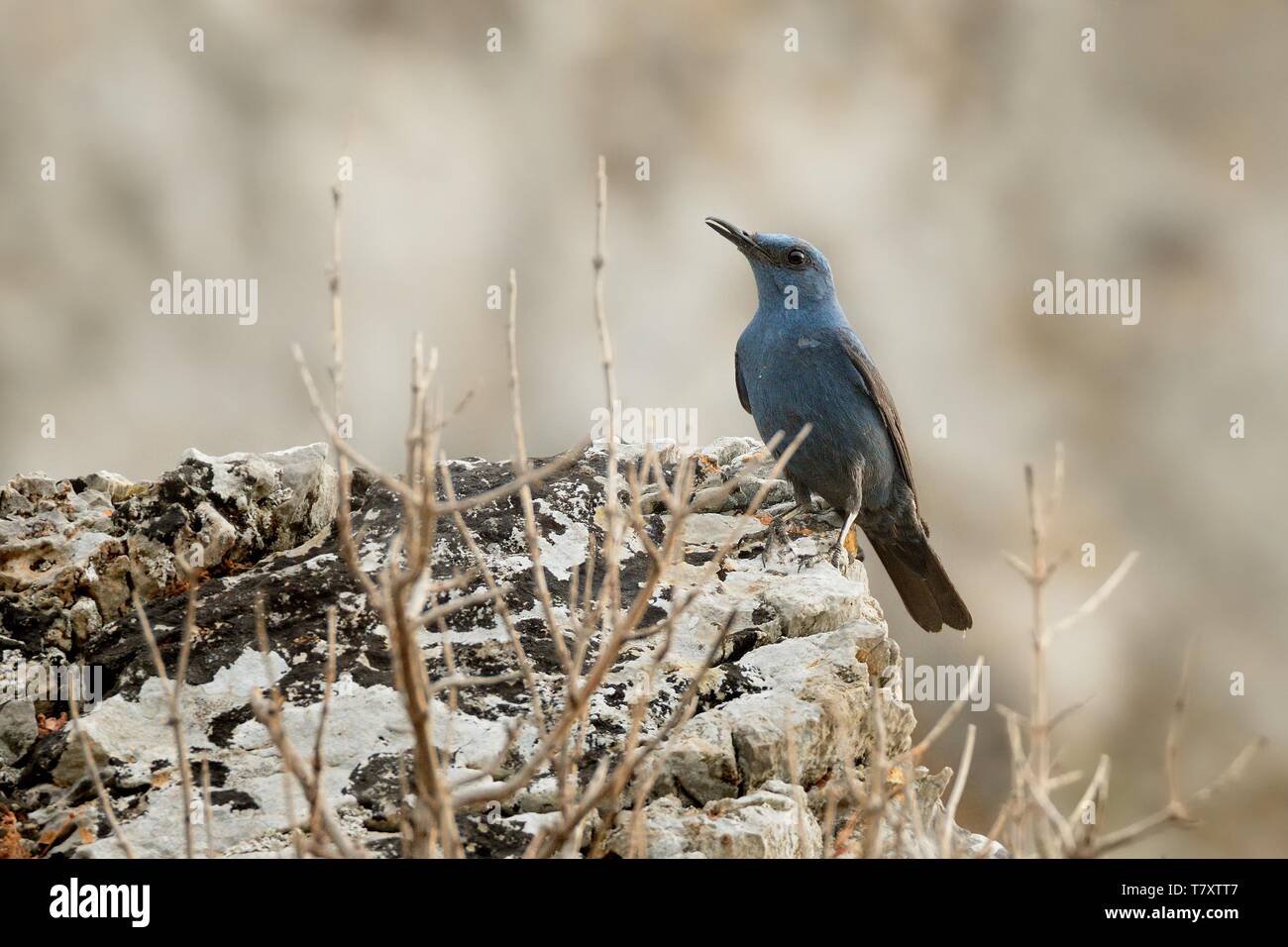 Blue rock thrush habitat hi-res stock photography and images - Alamy