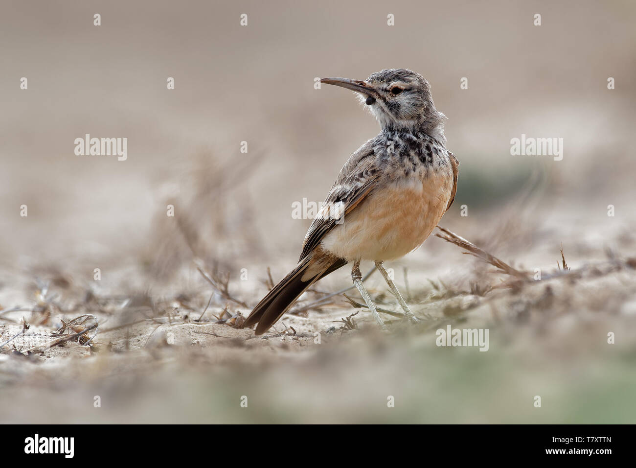 Alaemon alaudipes - Greater Hoopoe-Lark in the semidesert of Boa Vista ...