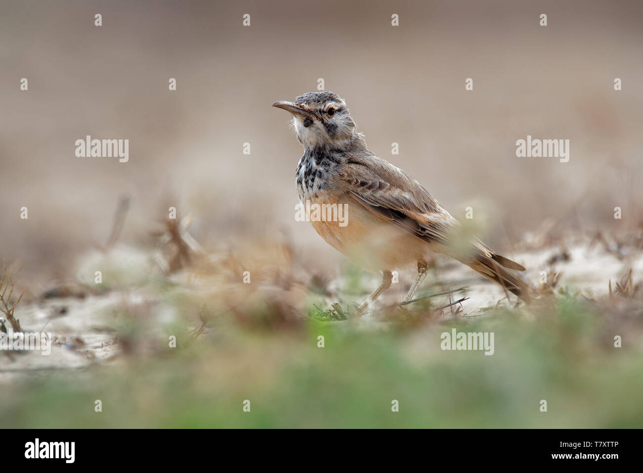 Alaemon alaudipes - Greater Hoopoe-Lark in the semidesert of Boa Vista ...