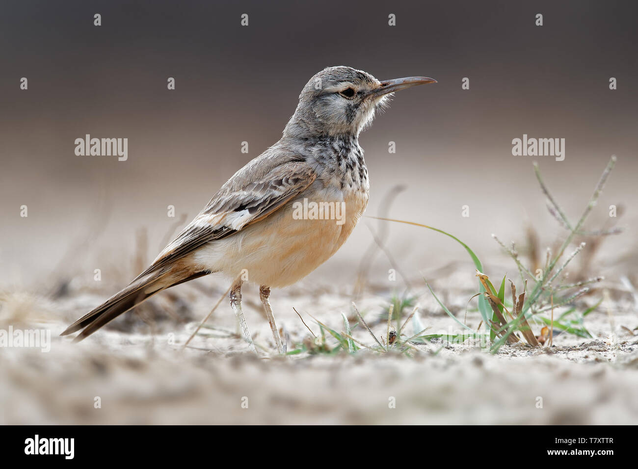 Alaemon alaudipes - Greater Hoopoe-Lark in the semidesert of Boa Vista ...