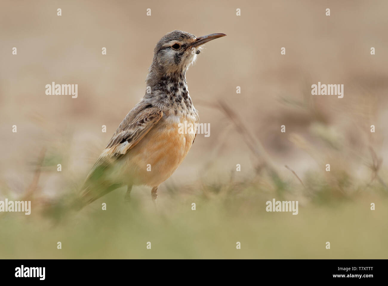 Alaemon alaudipes - Greater Hoopoe-Lark in the semidesert of Boa Vista ...