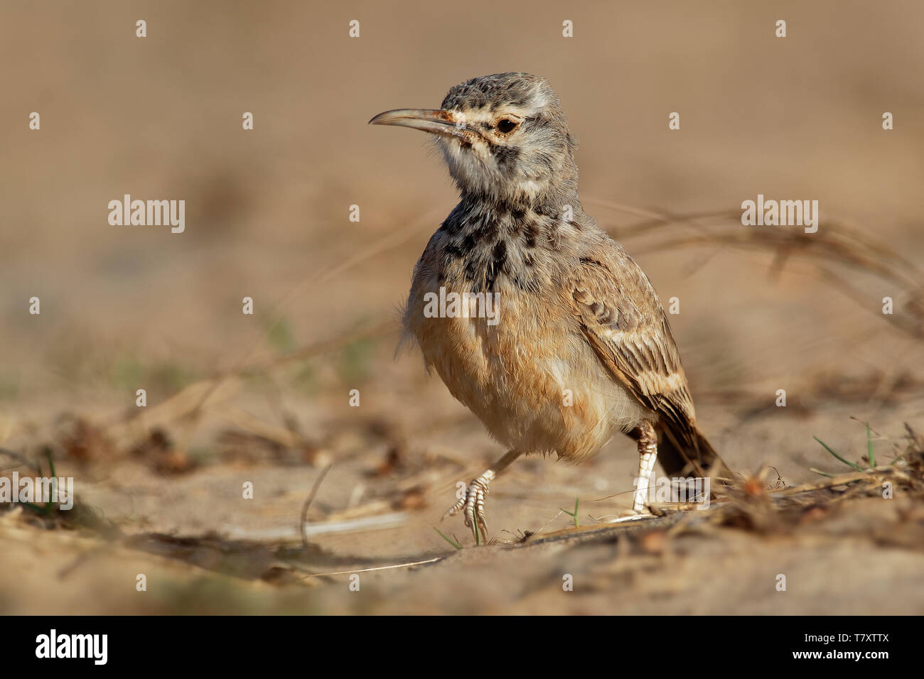 Alaemon alaudipes - Greater Hoopoe-Lark in the semidesert of Boa Vista ...