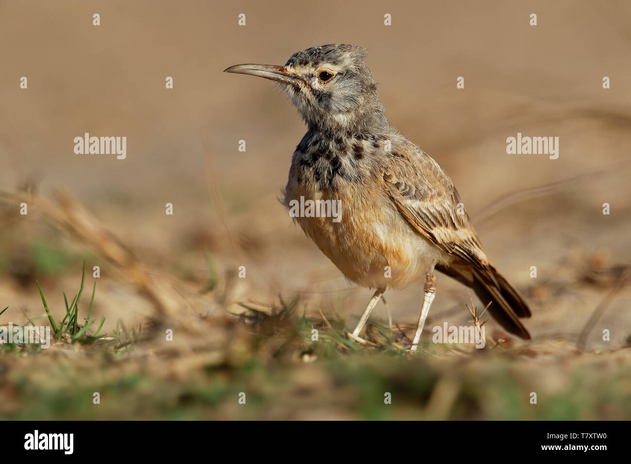 Alaemon alaudipes - Greater Hoopoe-Lark in the semidesert of Boa Vista ...