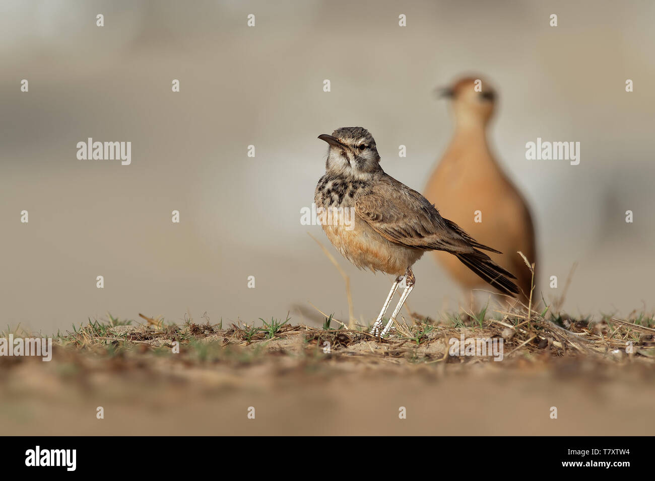 Alaemon alaudipes - Greater Hoopoe-Lark in the semidesert of Boa Vista ...